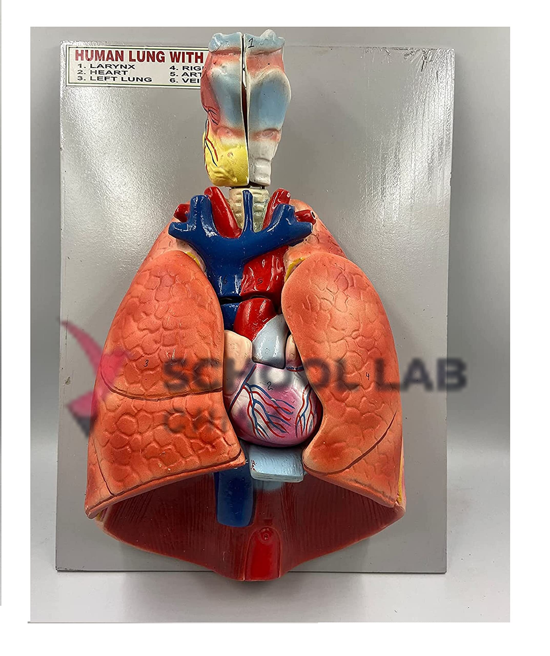 Human Lung Model