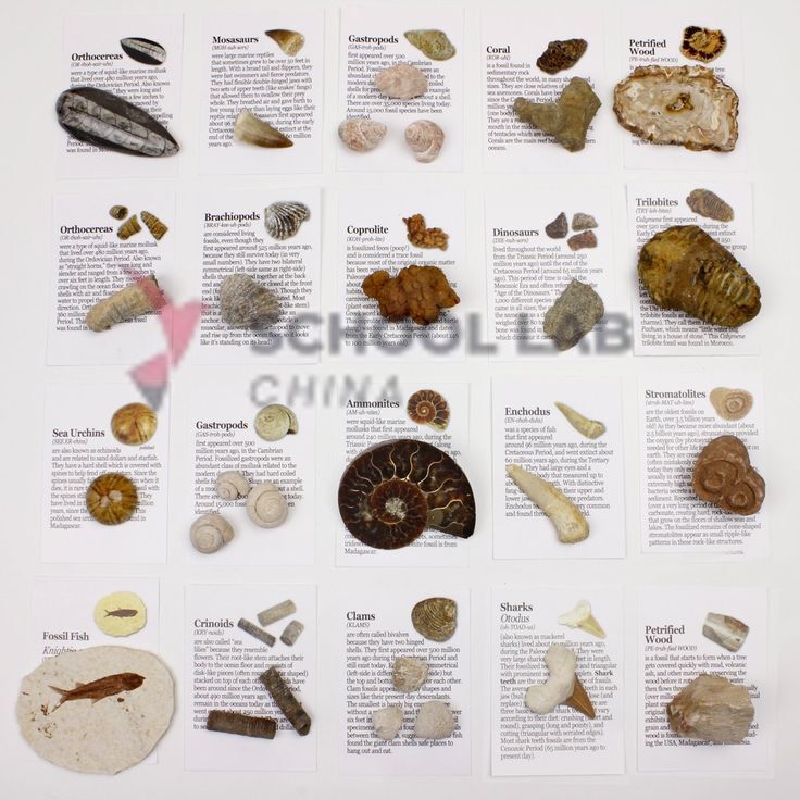 Class Fossil Pack