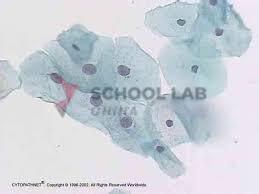 Prepared Microscope Slide Set - Connective Tissues and Systems of ...