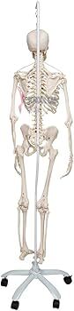 3B Scientific Human Skeleton Model - Sam (Full Size)