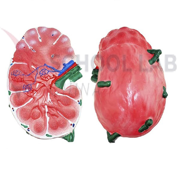 Human Lymph Node Model , Manufacturers, Suppliers & Exporters