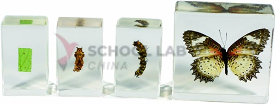 Butterfly Life Cycle - Real Life Specimens